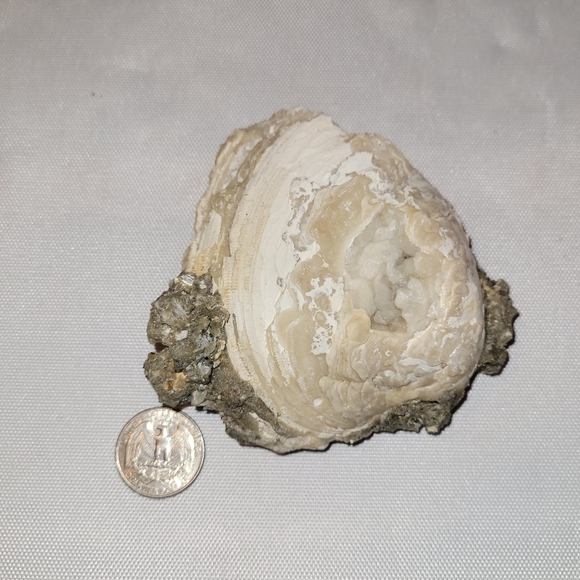Rocks | Accents | Rare Raw Calcified Calcite Clam Fossil With Uv ...